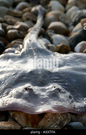 Small eyed ray Stock Photo - Alamy