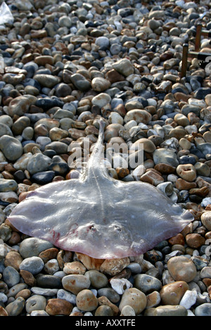 Small eyed ray Stock Photo - Alamy