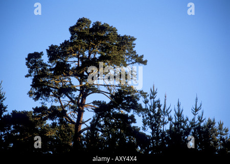Monterey Pine Tree forest Cambria California Stock Photo - Alamy