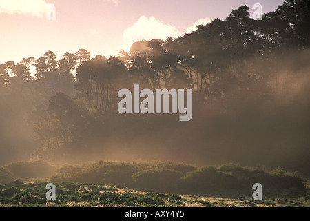 Monterey Pine Tree forest Cambria California Stock Photo - Alamy