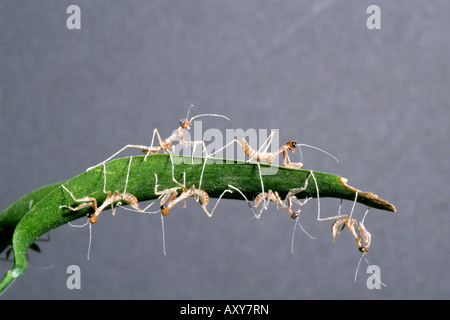 Budwing Mantis (Parasphendale agrionina), nymphs emerging from egg case ...