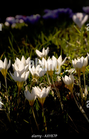 CROCUS IN SHADE Stock Photo - Alamy