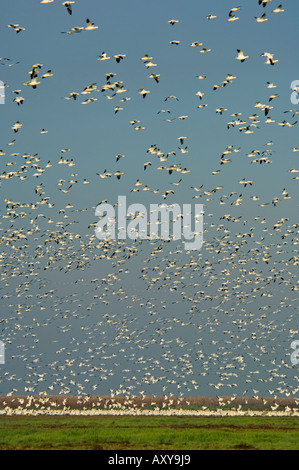 Flock of Ross's Geese in morning field during migration Merced National ...
