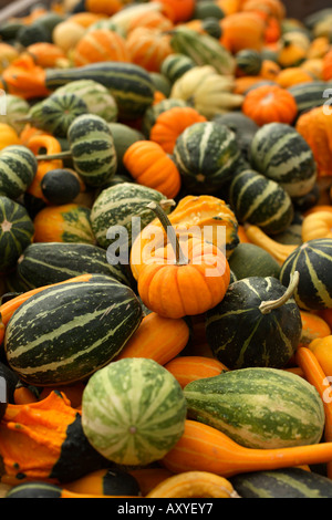 Variety of Autumn Gourds Stock Photo - Alamy