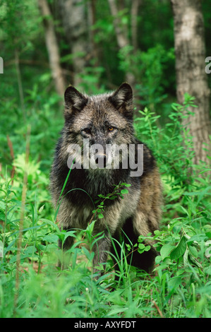 Gray Wolf Canis lupus Sandstone Pine County Minnesota United States 28 ...