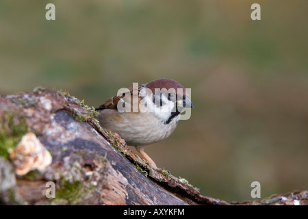 Tree Sparrow (Passer montanus Stock Photo - Alamy