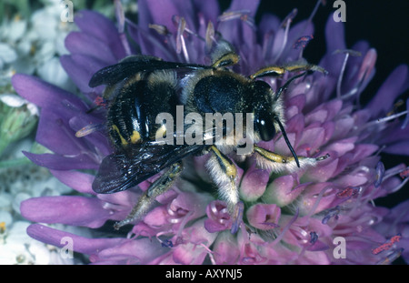 Wool carder bee (Anthidium manicatum, Anthidium maculatum), at Tellima ...