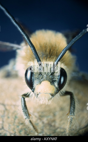 Eucera longicornis, bee Stock Photo - Alamy