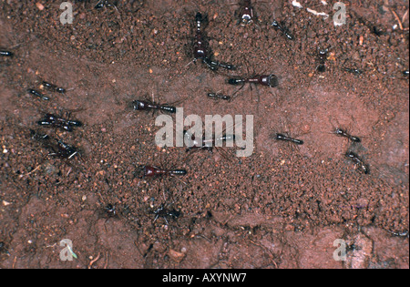 legionary ants, army ants (Dorylinae), ant trail Stock Photo - Alamy