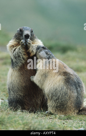 Two alpine marmots (Marmota marmota) feeding outdoors Stock Photo - Alamy