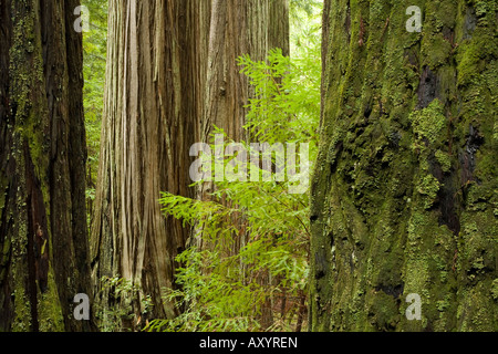 Redwood forest Montgomery Woods State Reserve Mendocino County ...