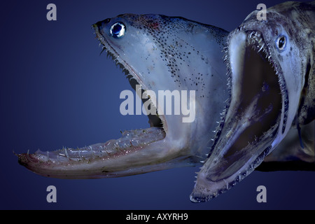 scaly dragonfishes, barbeled dragonfishes (Stomiidae, Stomiatidae ...