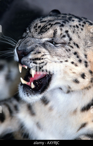 SNOW LEOPARD snarling Panthera uncia (Captive animal) Endangered sp ...