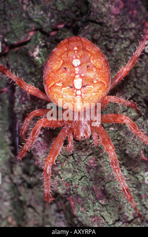 OrbWeaver spider Araneus Diadematus, European Garden Spider, Diadem ...
