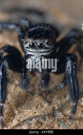 Jumping spider (Evarcha arcuata, Evarcha marcgravi), female with prey ...