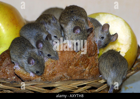 House Mouse (Mus musculus), Family Muridae Subfamily Murinae Genus ...