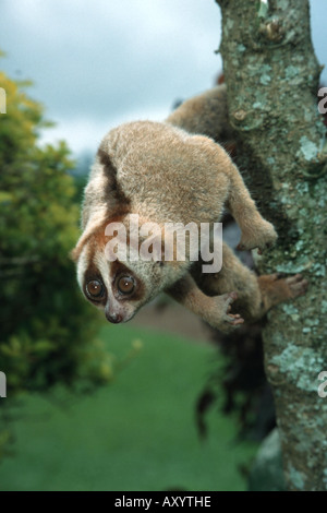 Slow Loris (Nycticebus coucang) climbing in tree, northern Sumatra ...
