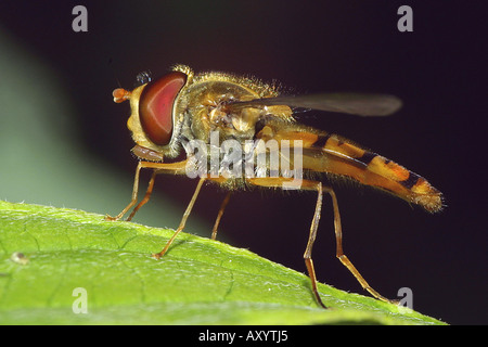 Hoverfly, Flower Fly, Syrphid Fly (Meliscaeva sp.), larva on leaf Stock ...