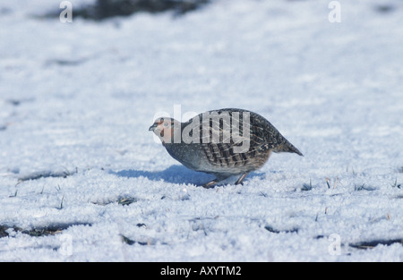 Grey Partridge (Perdix perdix Stock Photo - Alamy
