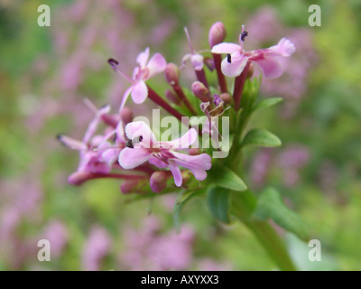 African Valerian, Horn of Plenty (Fedia cornucopiae) flowering Stock ...