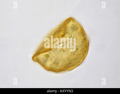 Arcella sp.Amoeba.Rhizopoda.Protozoans.Optic microscopy Stock Photo - Alamy