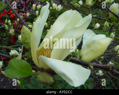 Magnolia x soulangeana Yellow Fever The Tulip Tree Stock Photo - Alamy
