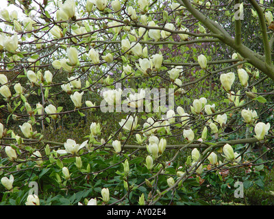 Magnolia x soulangeana Yellow Fever The Tulip Tree Stock Photo - Alamy