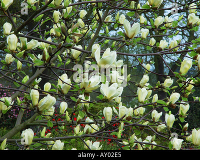 Magnolia x soulangeana Yellow Fever The Tulip Tree Stock Photo - Alamy