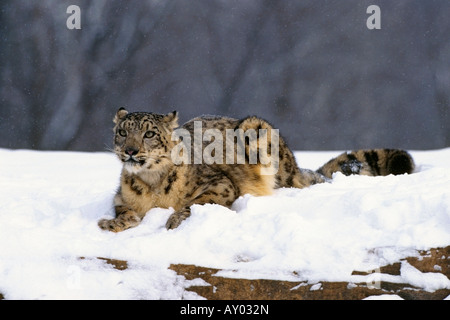 Adult Snow Leopard sitting in Mountain in Hemis NP, Ladakh. March 5 ...