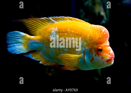Midas-Cichlid, Midas Cichlid (Amphilophus citrinellus), swimming Stock Photo - Alamy