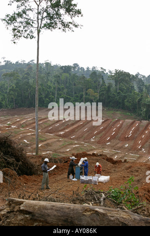 Grade control sampling in surface gold mine opencast pit with geologist ...