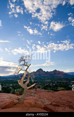 tree, sky and rock Stock Photo - Alamy