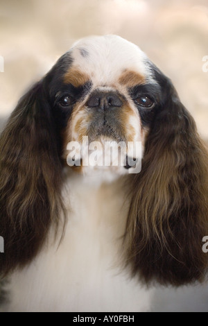 Cute cocker spaniel with copy space Stock Photo - Alamy