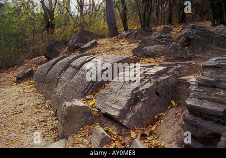 Trees turned into stones in the Petrified Forest in Ecuador Stock Photo ...