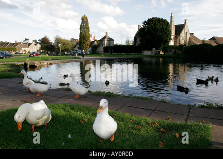 Biddestone village duck pond, Wiltshire, England, UK Stock Photo - Alamy