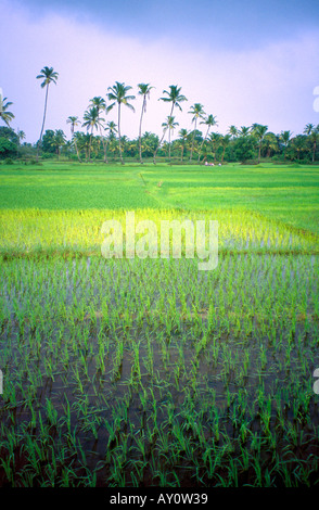 Paddy fields in Benaulim village Salcete Goa India Stock Photo - Alamy