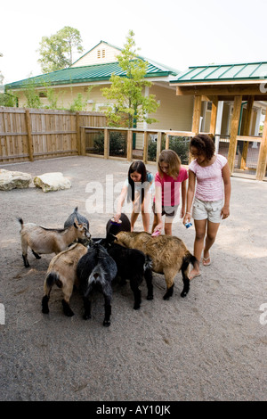 Teenage girls grooming goats in the petting zoo Stock Photo - Alamy