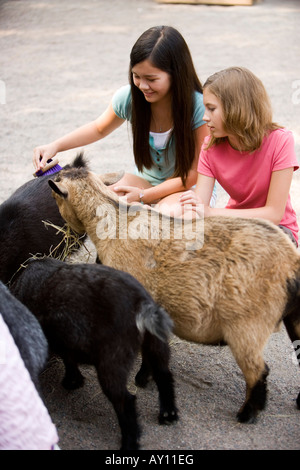 Teenage girls grooming goats in the petting zoo Stock Photo - Alamy