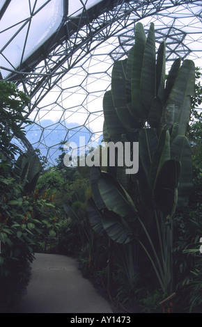 The construction of the greenhouse domes in the Eden Project, Bodelva ...