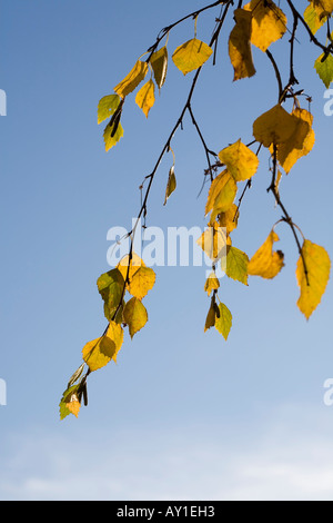 Yellow birch leaves on blue sky background. Autumn fall Stock Photo - Alamy