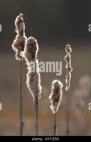 Greater Reedmace (Typha latifolia). Winter. Calthorpe Broad. Norfolk ...