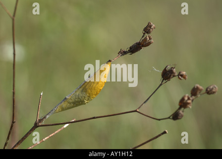 Burnet moth pupae Stock Photo - Alamy