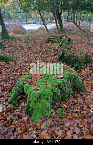 Old stump in the autumn forest . Rotten old tree Stock Photo - Alamy