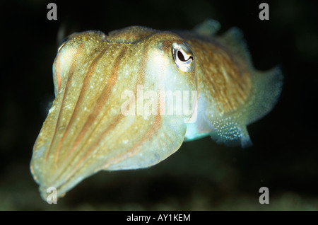 A cuttlefish (Sepia officinalis) underwater with sea lettuce algae ...