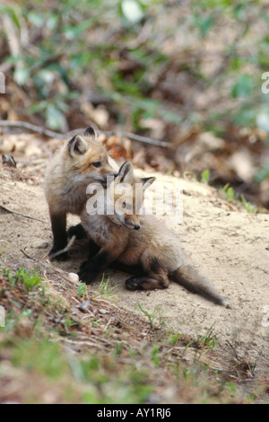 Red fox, red foxes, fox, foxes, canines, carnivores, mammals, animals ...