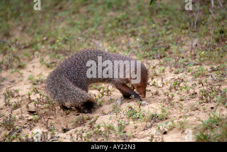 Indian Brown Mongoose (Herpestes fuscus) adult, feeding, scavenging on ...
