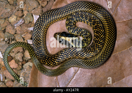 speckled racer (Drymobius margaritiferus margaritiferus), lying on ...