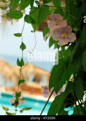 Close up of the Chinese trumpet vine, Campsis Grandiflora, It is a fast ...