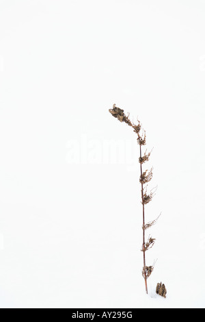 dry nettle in the snow Stock Photo - Alamy
