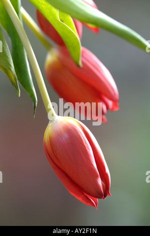 Vase of drooping red tulips Stock Photo - Alamy